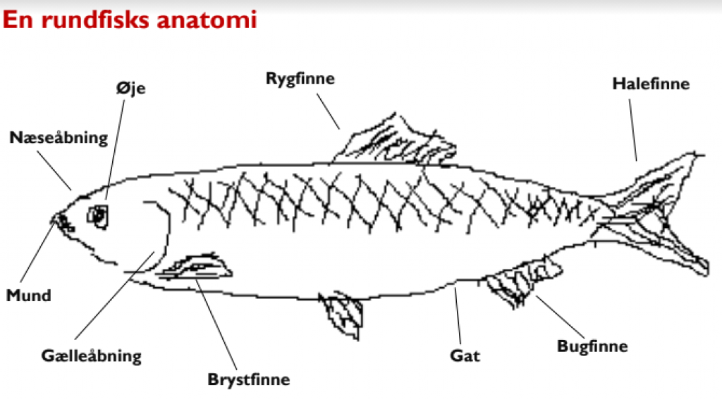 Sild | smagforlivet.dk