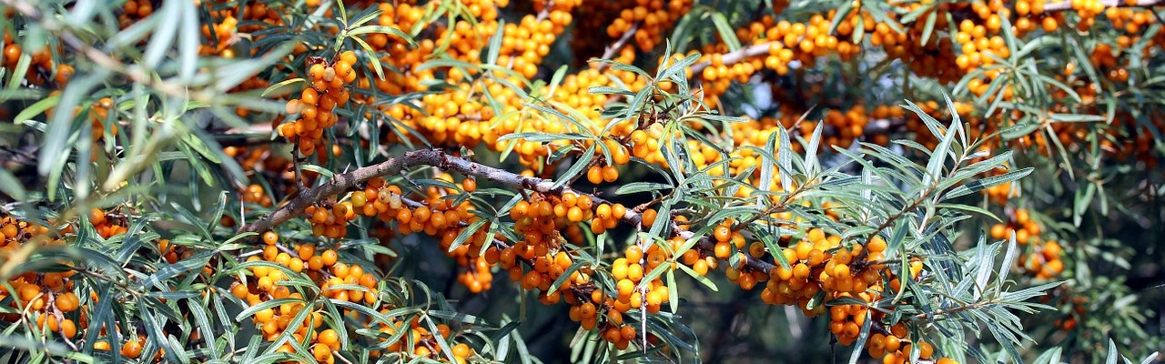 Det ny nordiske køkken - tilbage til rødderne i en globaliseret verden ...