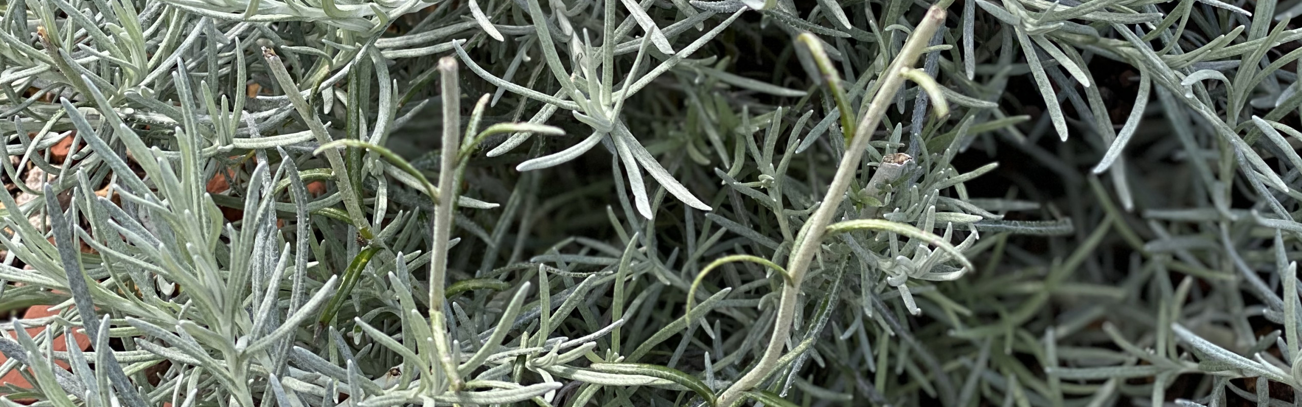 Karryplante | smagforlivet.dk