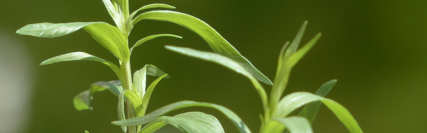 Estragon | smagforlivet.dk