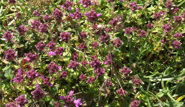 Vild timian | smagforlivet.dk