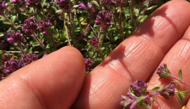 Vild timian | smagforlivet.dk